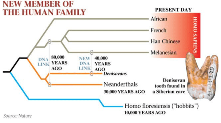 6 Million Years of Human Evolution…and the Implications of the Advent ...